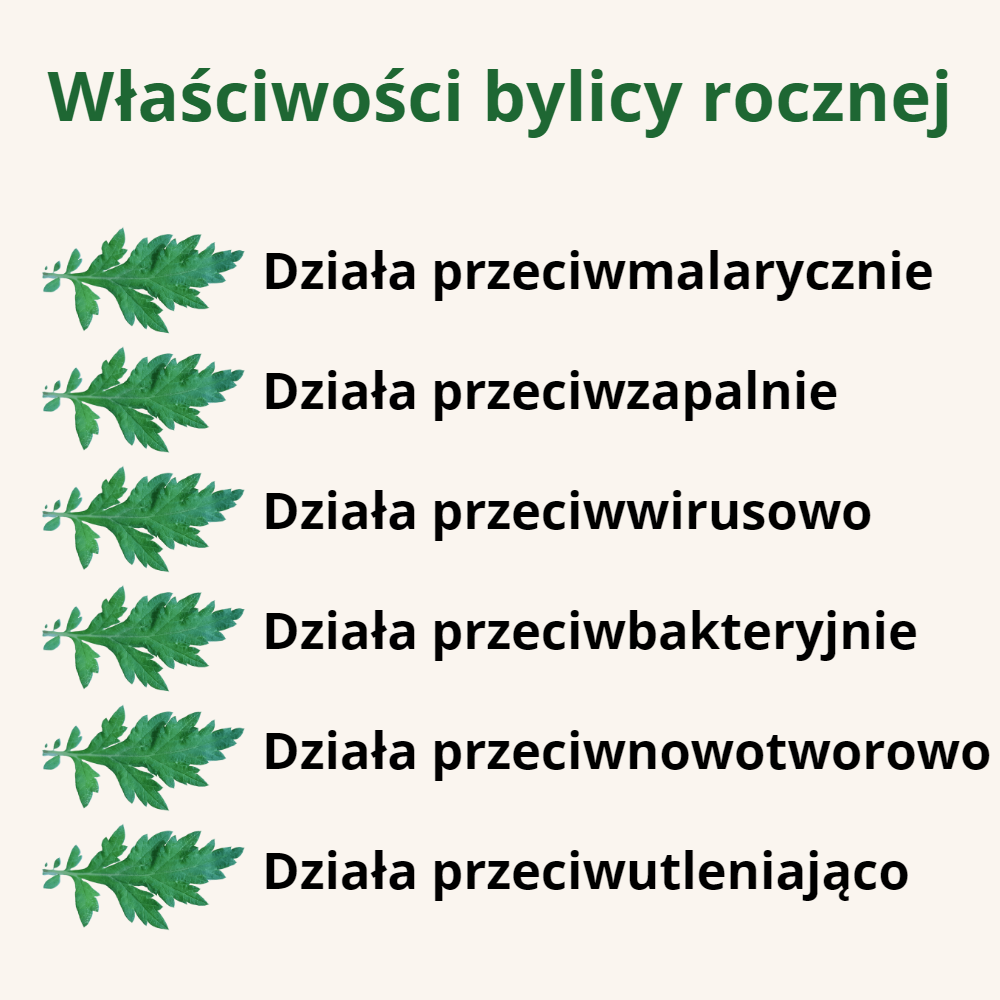 Bylica roczna (Artemisia annua) - na co pomaga? - blog - sklep ...
