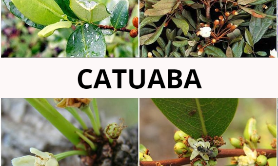 Catuaba - naturalny afrodyzjak - blog - sklep internetowy - Pharmashop24.pl