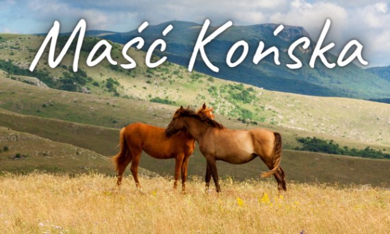 Końska maść: historia, zastosowanie, właściwości - blog - sklep ...