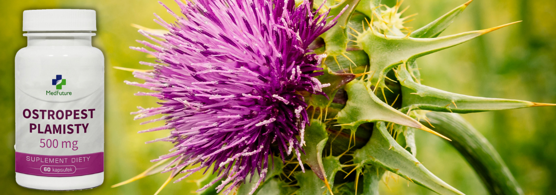Czy ostropest jest dobry na wątrobę? - blog - sklep internetowy ...